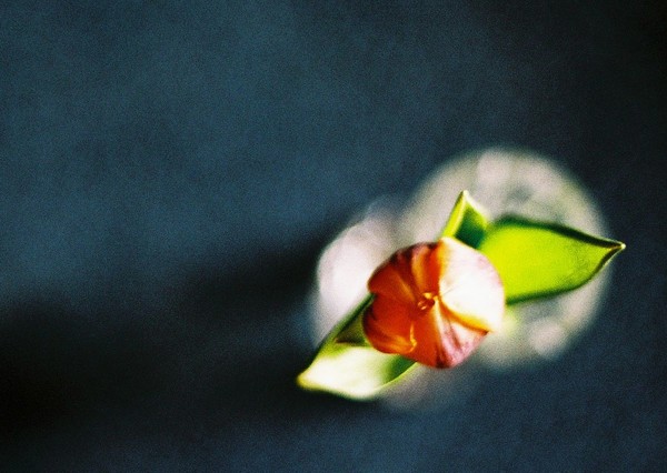 Nonstop Photos | Ganconer / Аленький цветочек