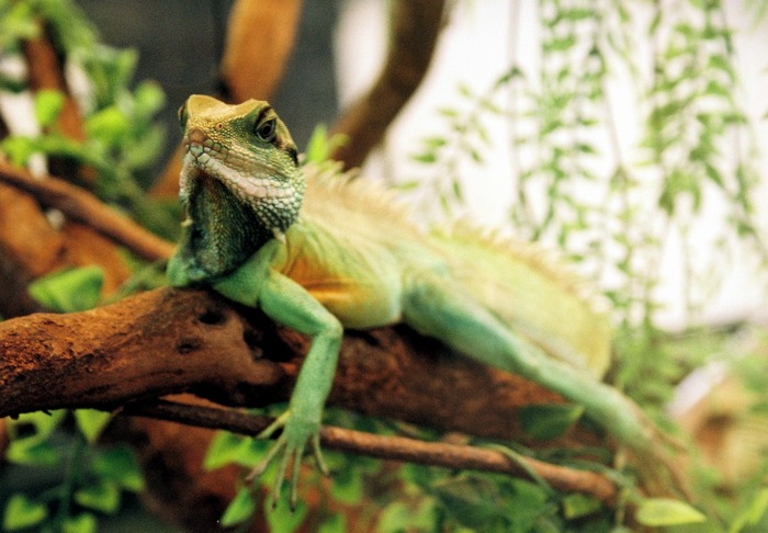 Nonstop Photos | Ganconer / Зелёный