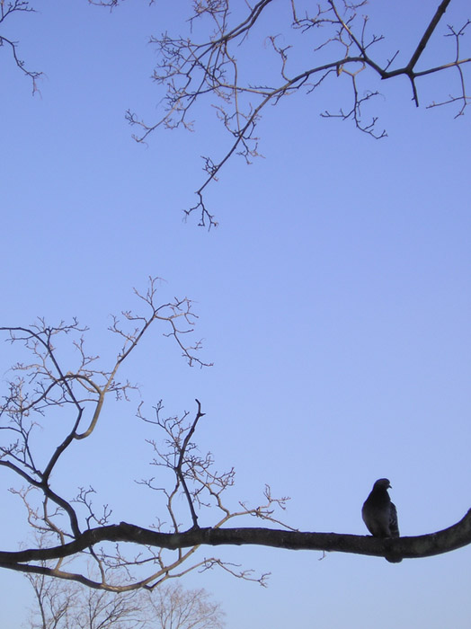 Nonstop Photos | scuzzy / один