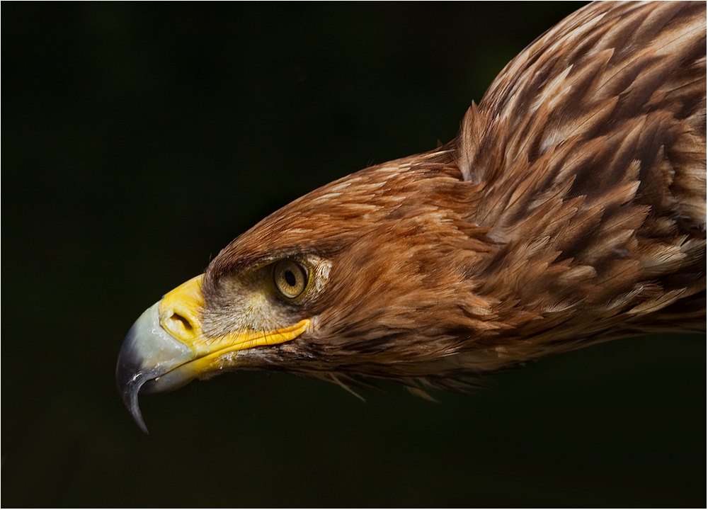 Nonstop Photos | Vadik / Пике