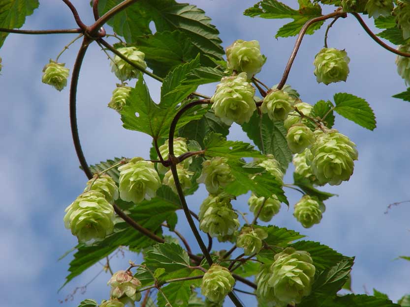 Nonstop Photos | fevs