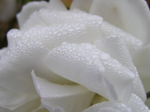 Nonstop Photos | пион / ода росе