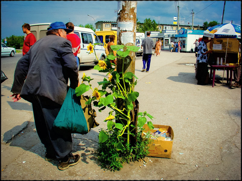 Nonstop Photos | Андрей Пашис / TOURNESOLS (Vincent Villem van Gogh ...
