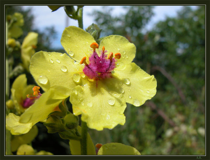 Nonstop Photos | Андрей Микитан (Vodoley) / Точка росы