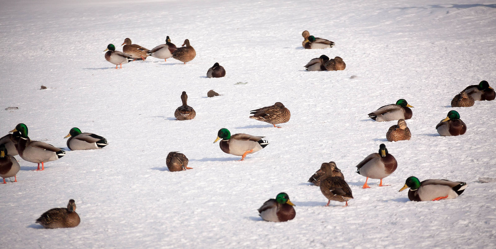 Nonstop Photos | mr painter / Ducks on ice