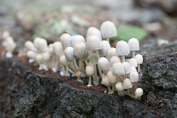 Nonstop Photos | Александр Курлович / Coprinus sp.